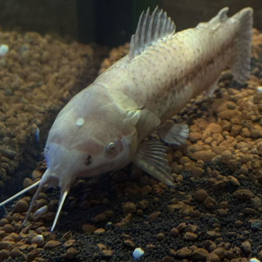 Сом таракатум