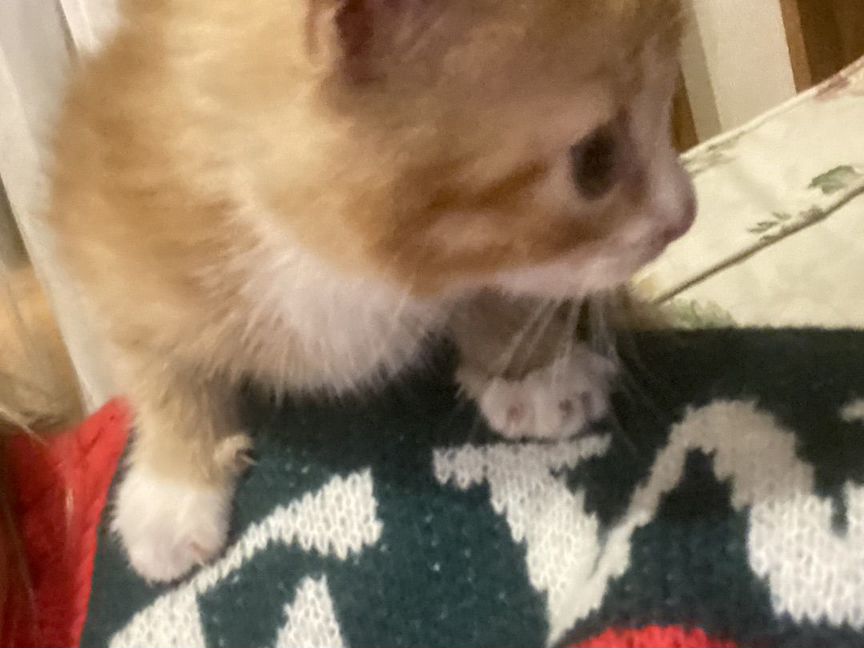 Котята в добрые руки мальчики рыжие