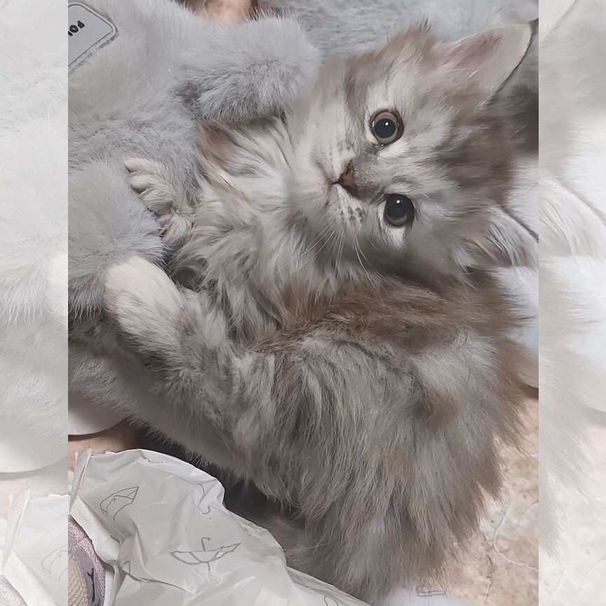 Мейн-кун котёнок