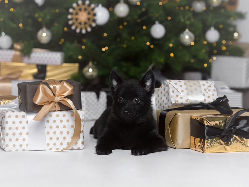 Схипперке щенки