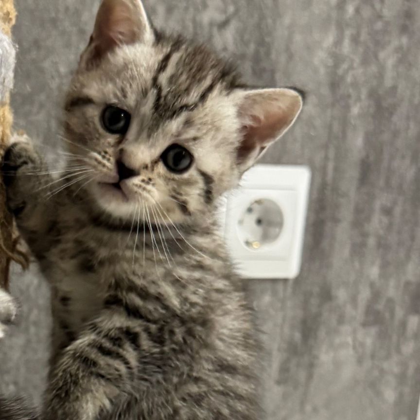 Шотландские прямоухие котята