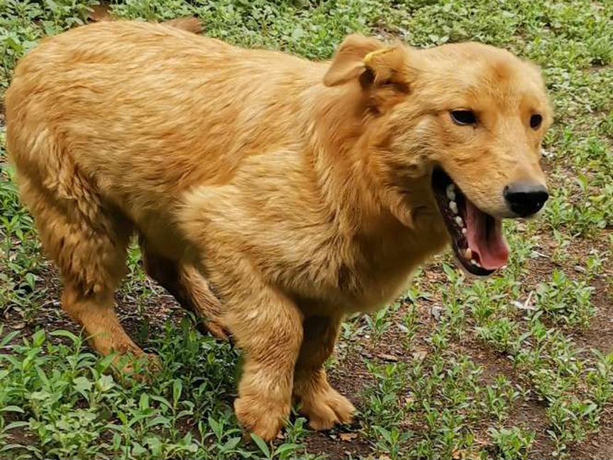 Собака в добрые руки