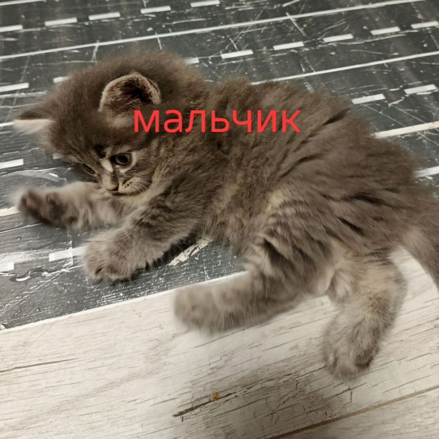 Котята