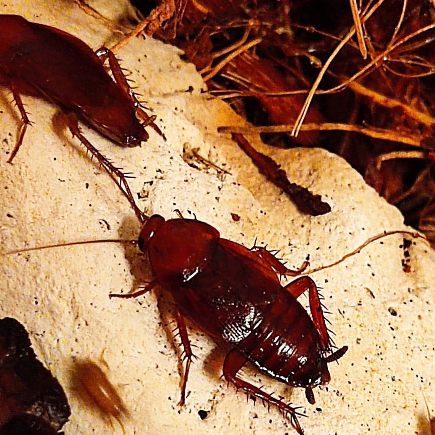 Молодь Paratemnopterix Couloniana (red goblin)
