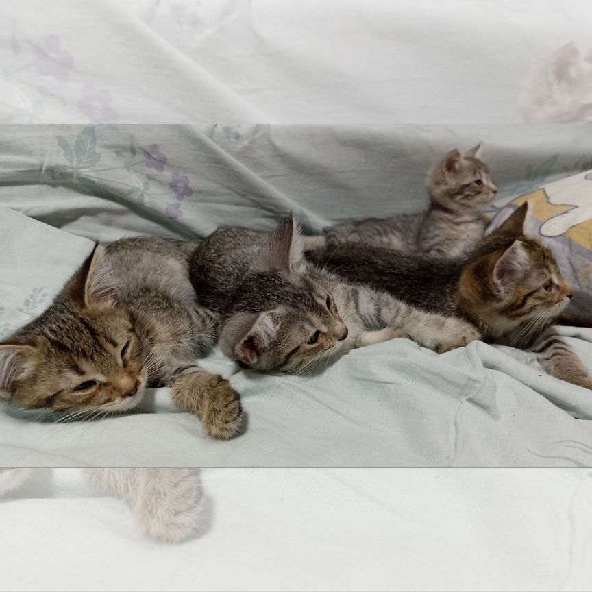 Котёнок в добрые руки