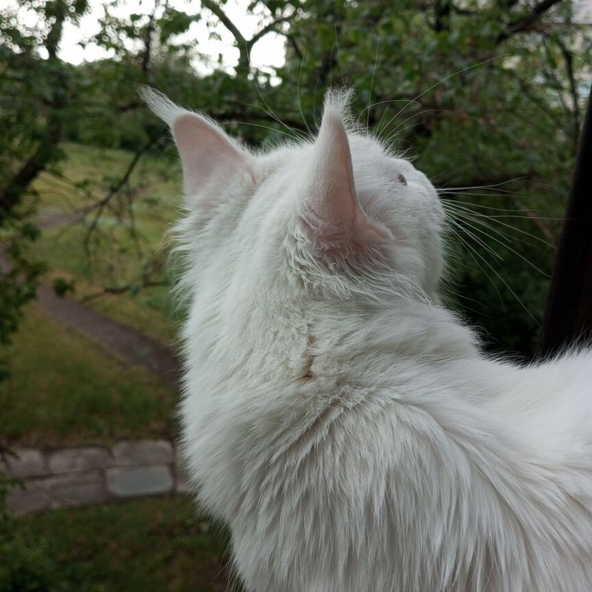 Мейн-кун продам