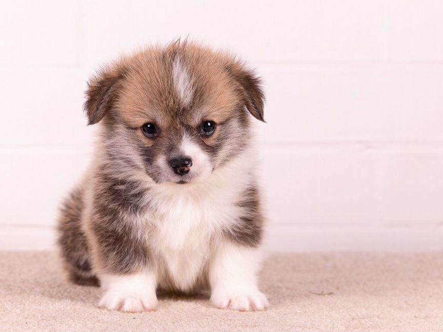 Вельш-корги пемброк