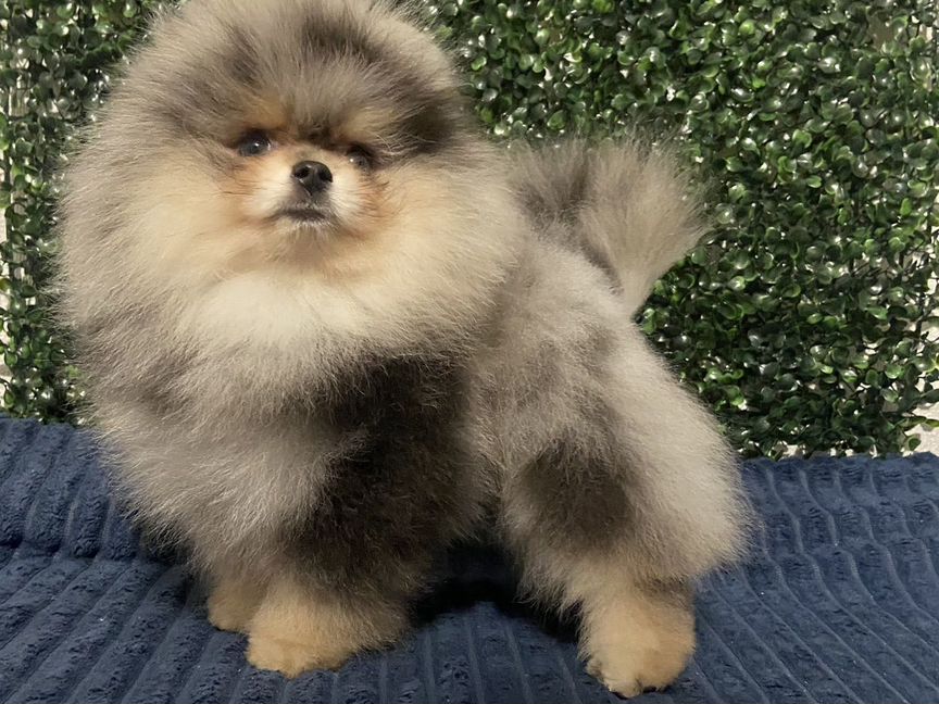 Померанский шпиц мерле(мраморный с подпалом)