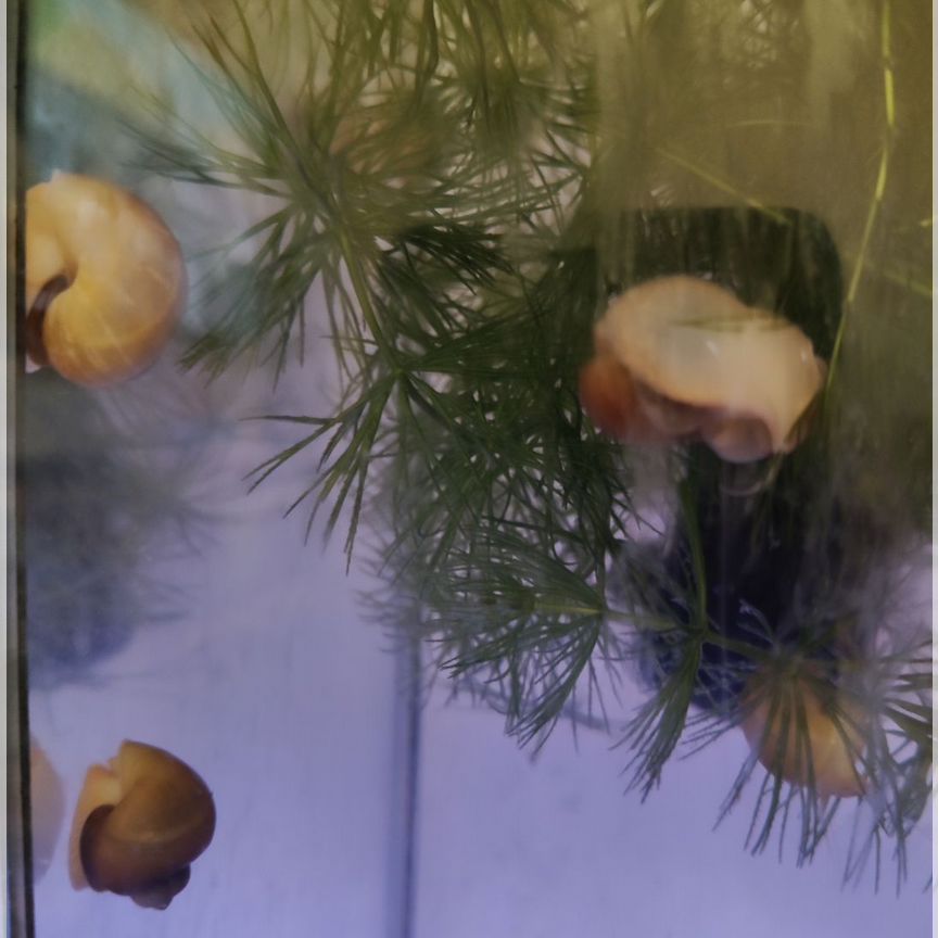 Улитки ампулярии