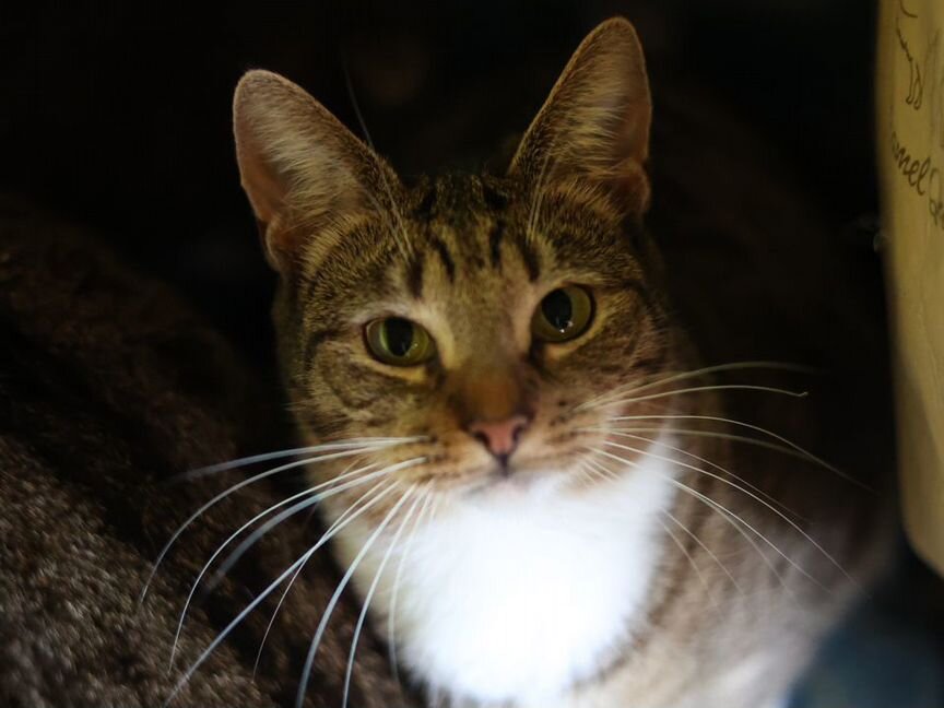 Милая кошечка шпротинка