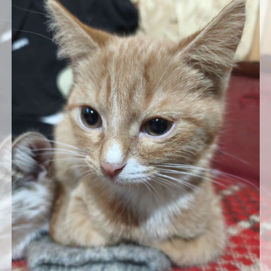 Котёнок в добрые руки