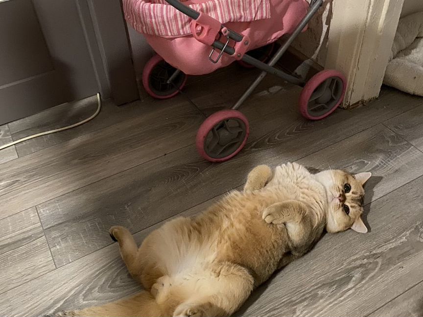 Кот шотландский для вязки