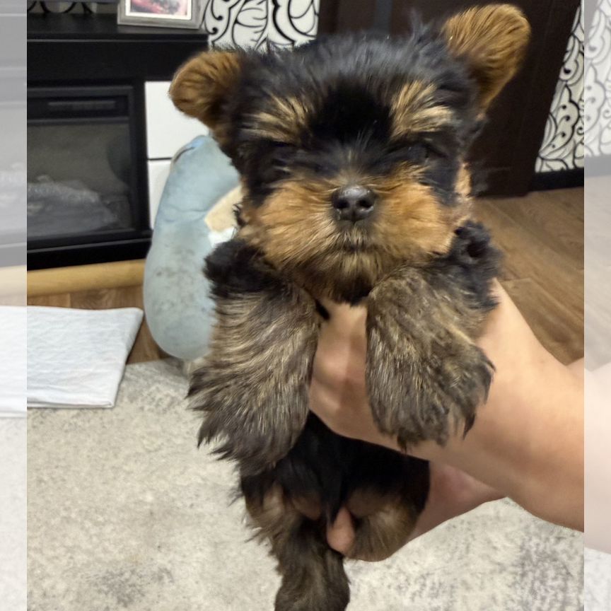 Йоркширский терьер, щенок