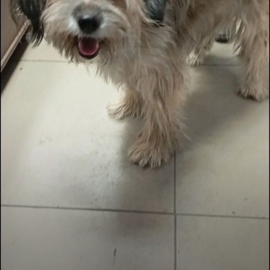 Небольшая собака