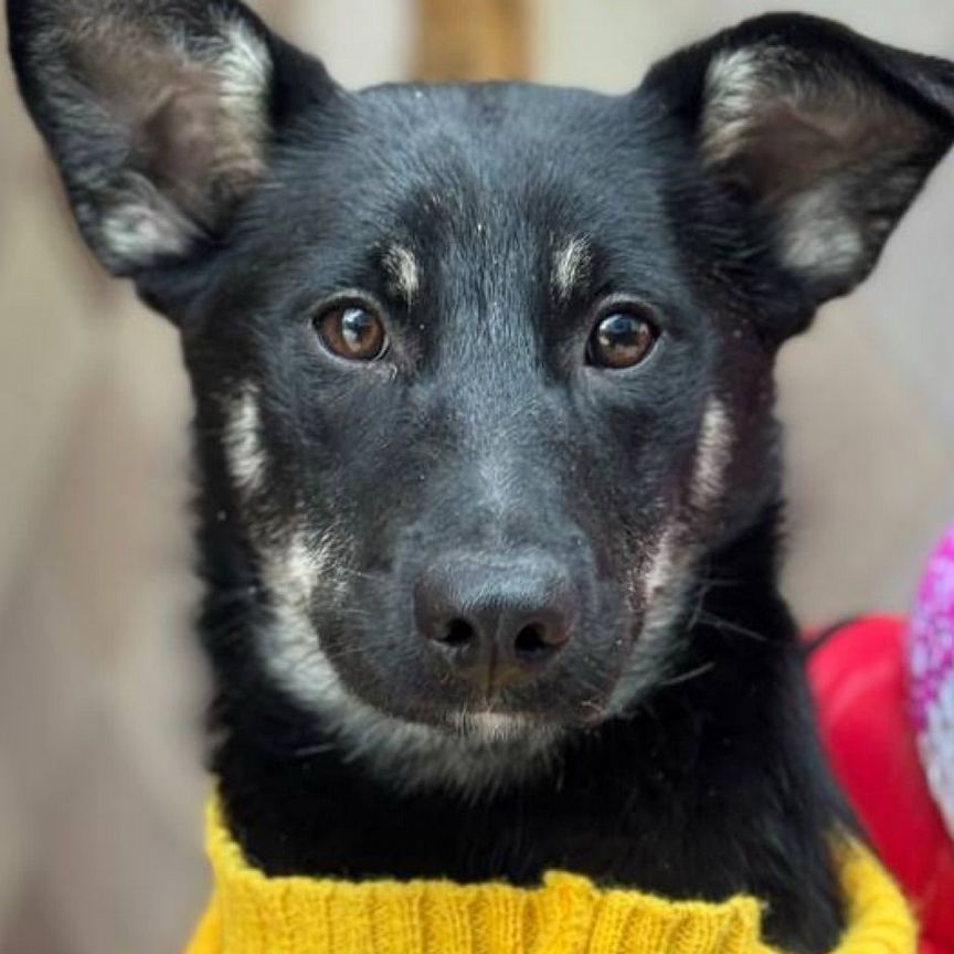 Щенок в добрые руки