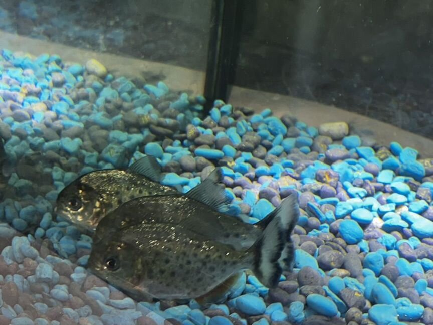 Пираньи натеррера