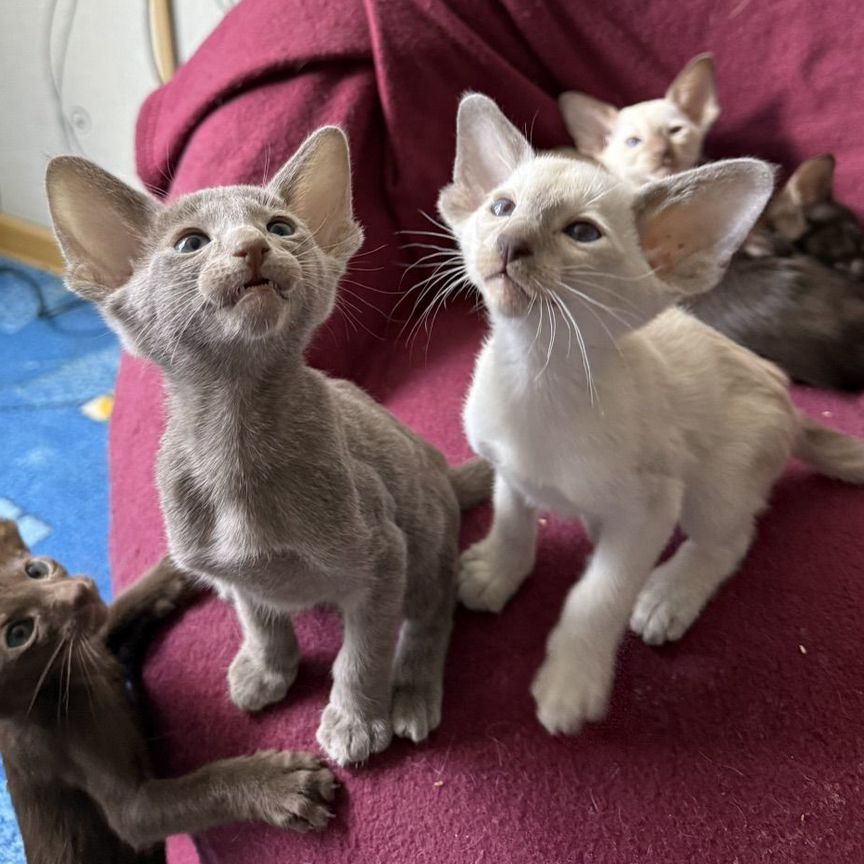 Ориентальные котята