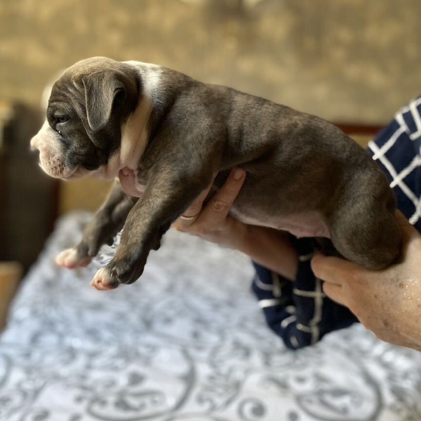 Щенки американского булли