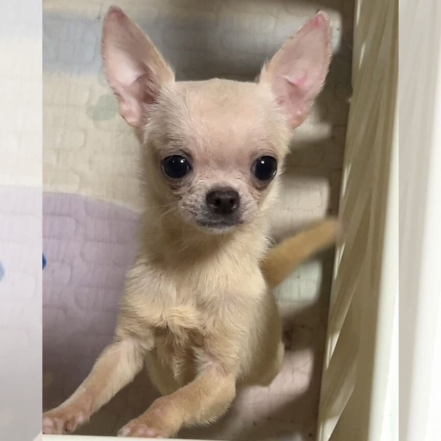 Чихуахуа, щенок