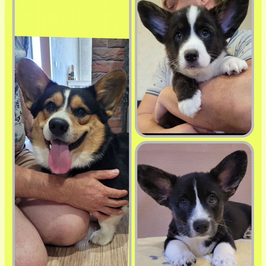 Щенок корги с документами