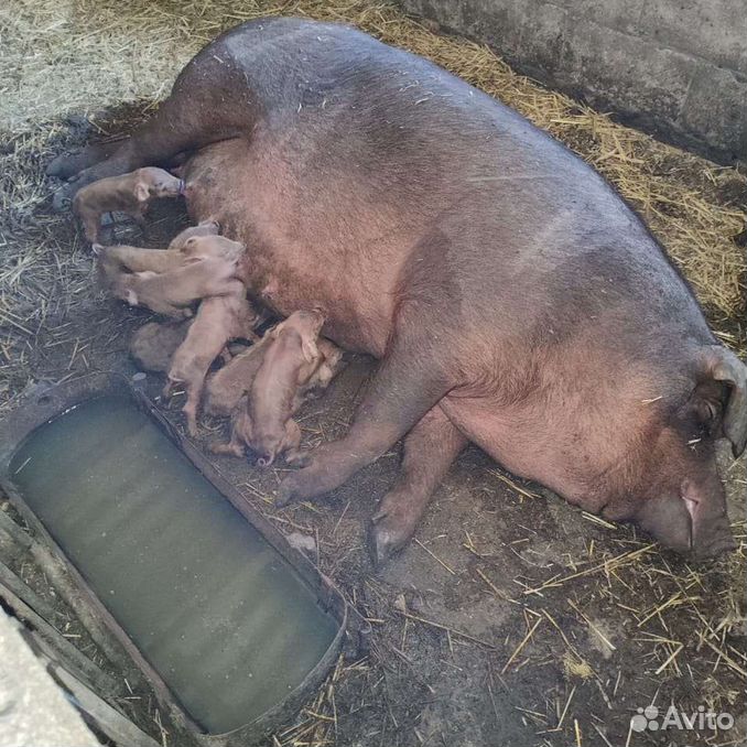 Поросята дюрок