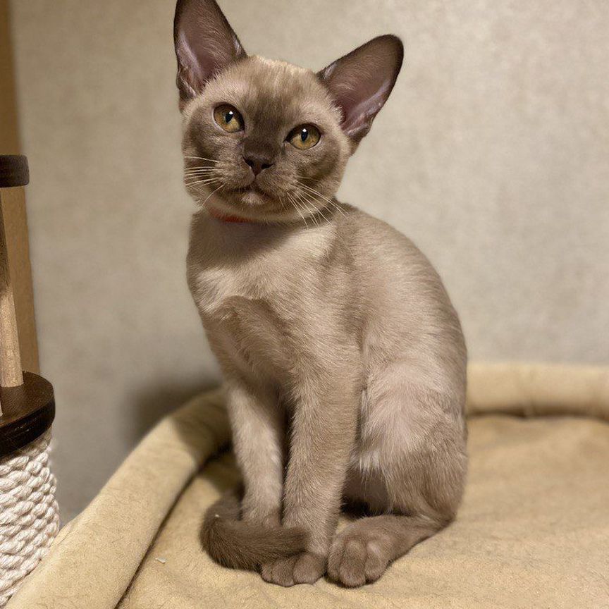 Европейский бурманский котёнок