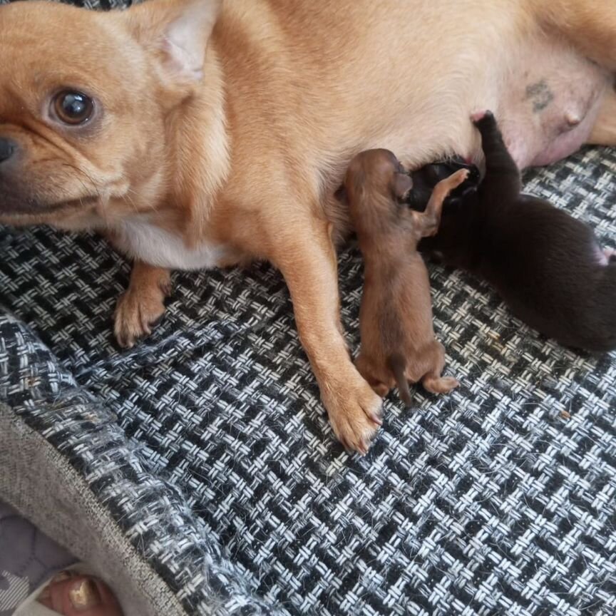 Чихуахуа мини девочка шоколад ногой окраса