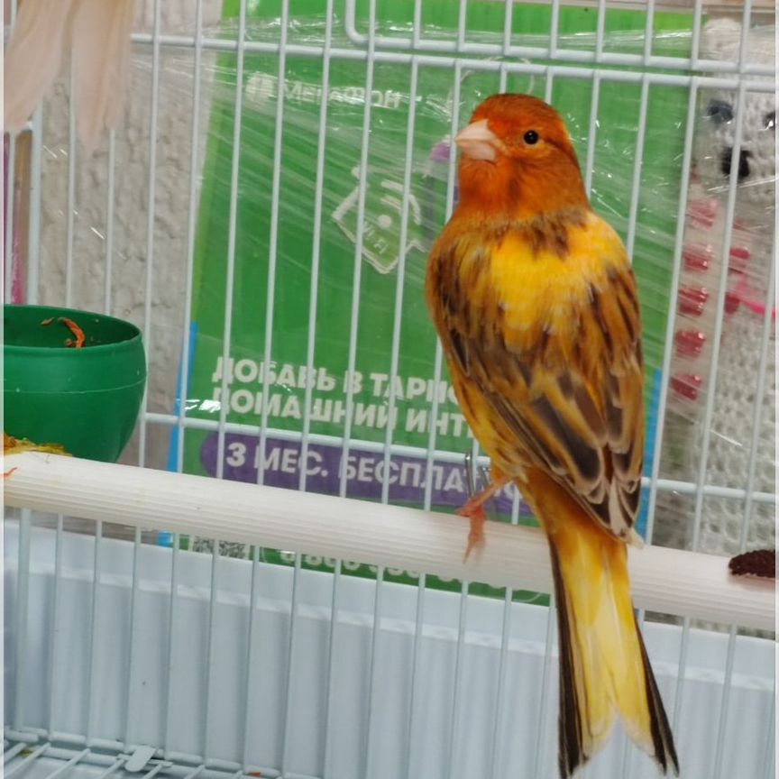 Канарейка самка