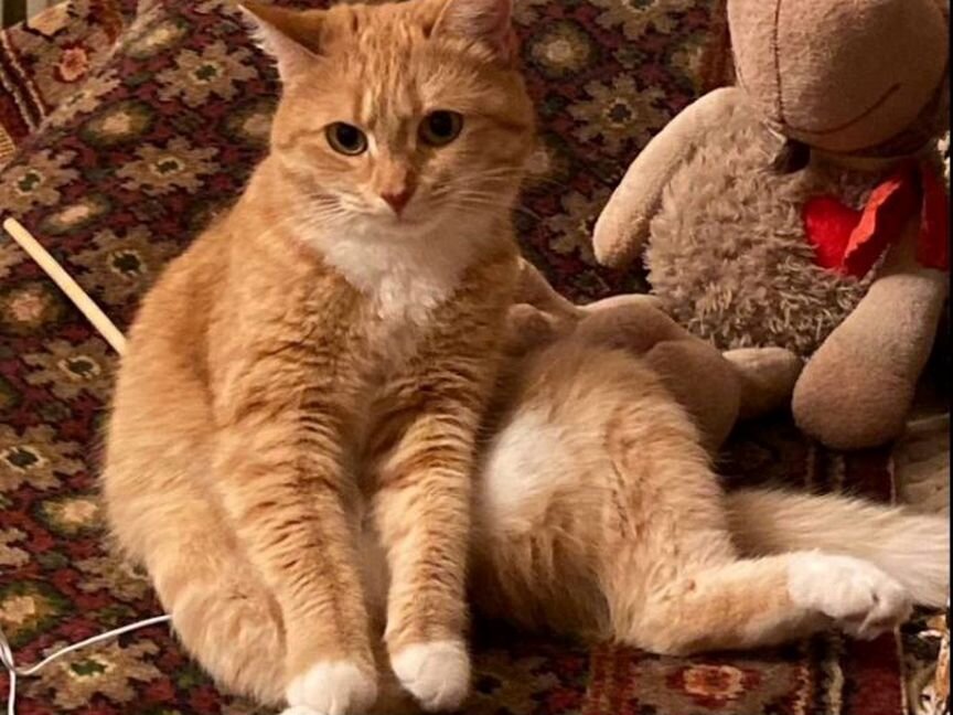 Найдена кошка