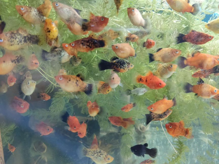 Аквариумные рыбки