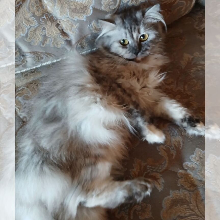 Серебристая шиншила