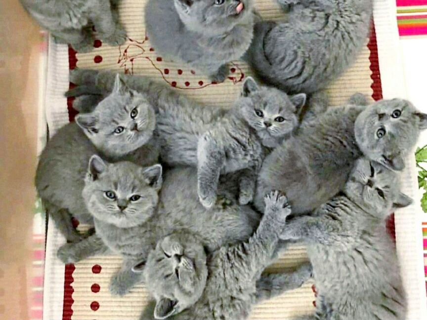 Голубые Плюшевые Мишки)