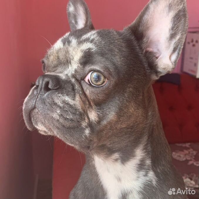Вязка французский бульдог - мерль
