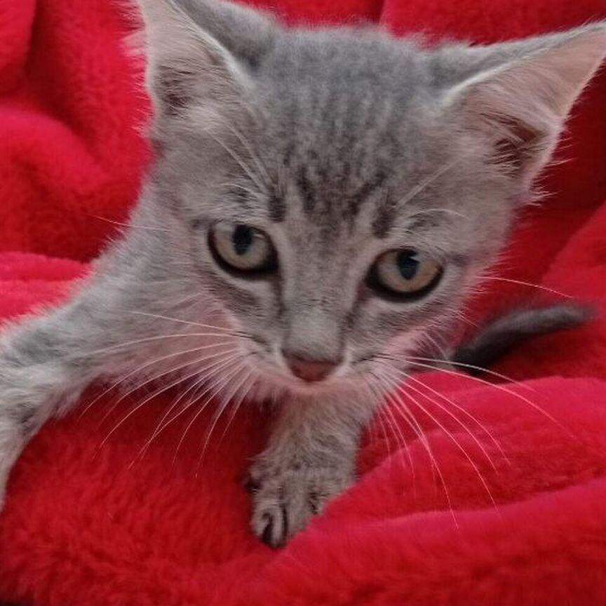 Котята