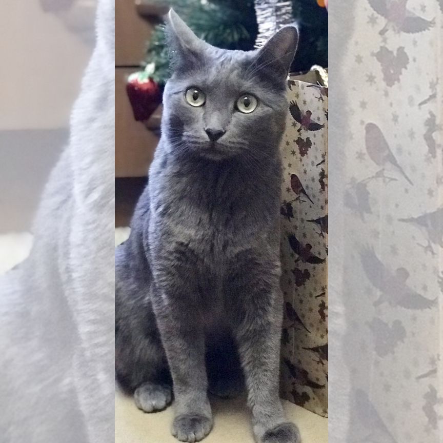Котик 4 года