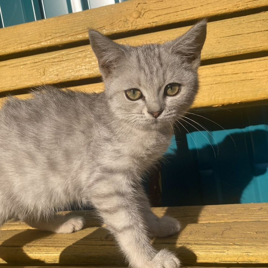Котята