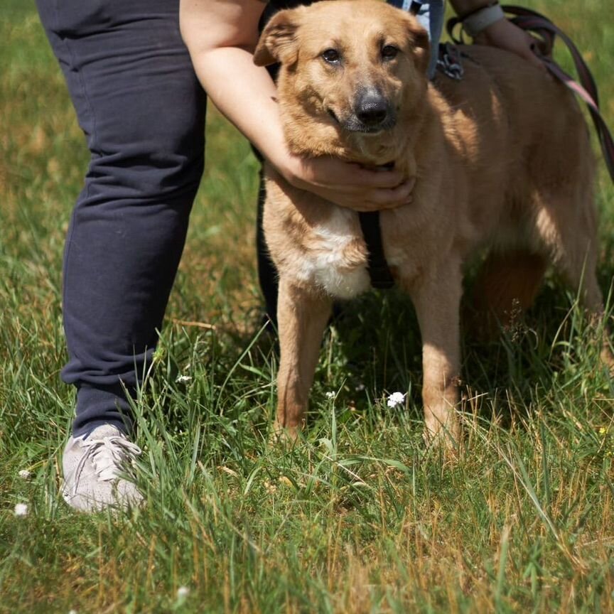 Собака в добрые руки