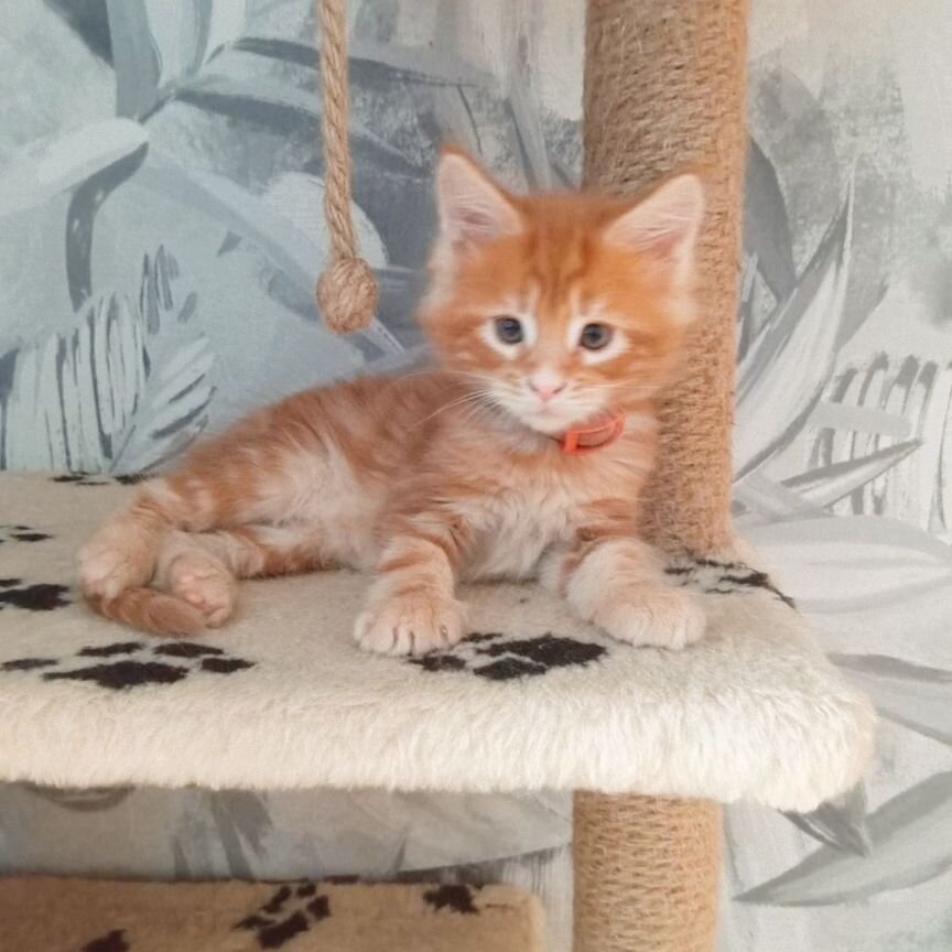 Продам котенка майнкун