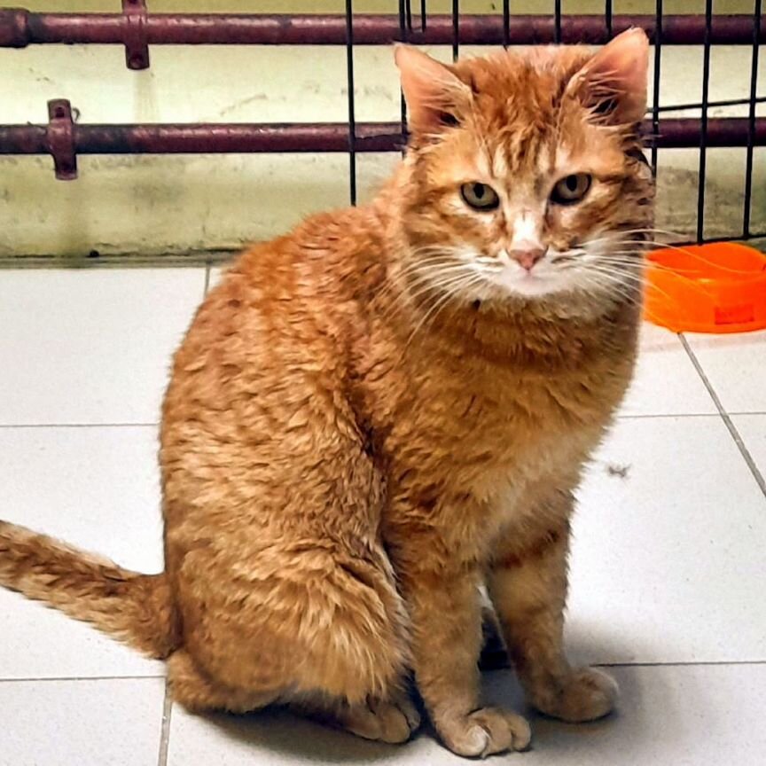 Взрослый кот в добрые руки