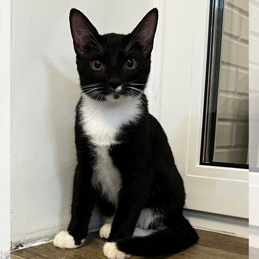 Котята в добрые руки мальчики