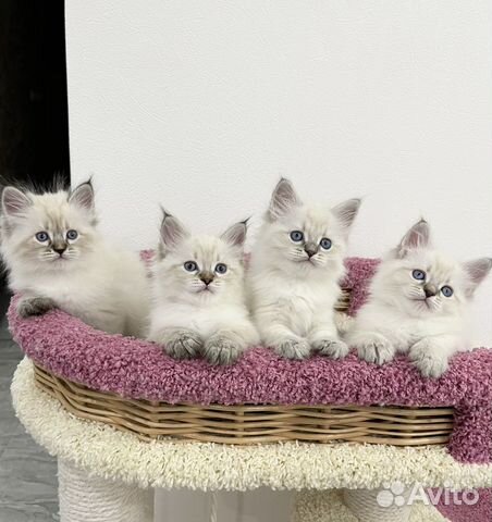 Невская маскарадная