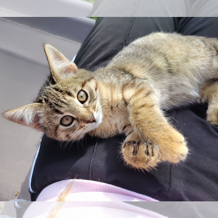 Котята