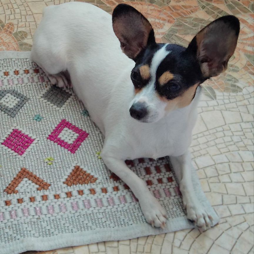 Русский той-терьер, щенок