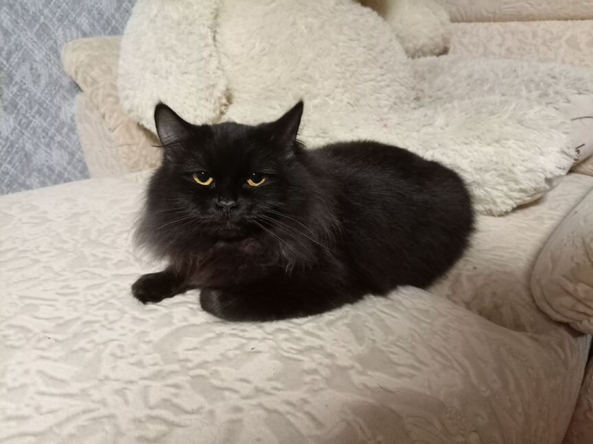 Кошка в дар бесплатно
