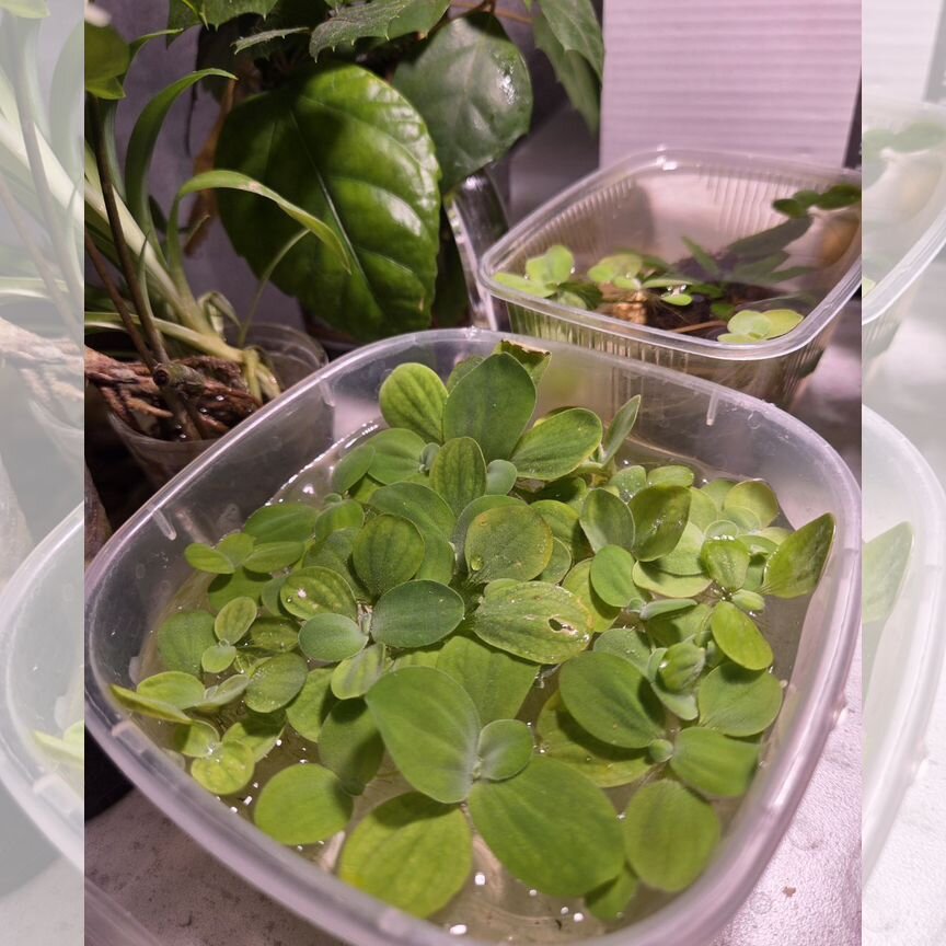 Аквариумное растение пистия