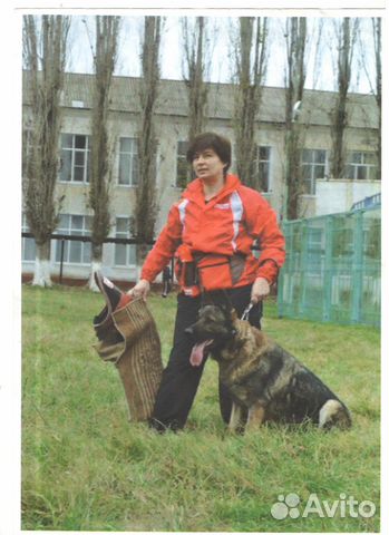 Щенок немецкой овчарки темно зонарного окраса