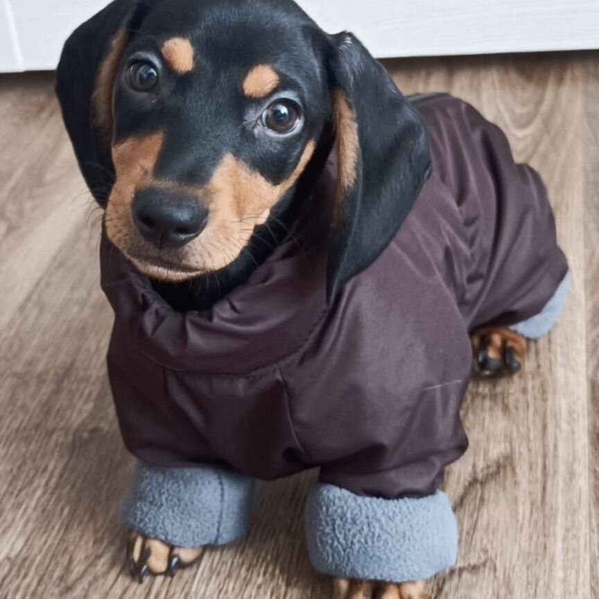 Одежда для собак мелких пород