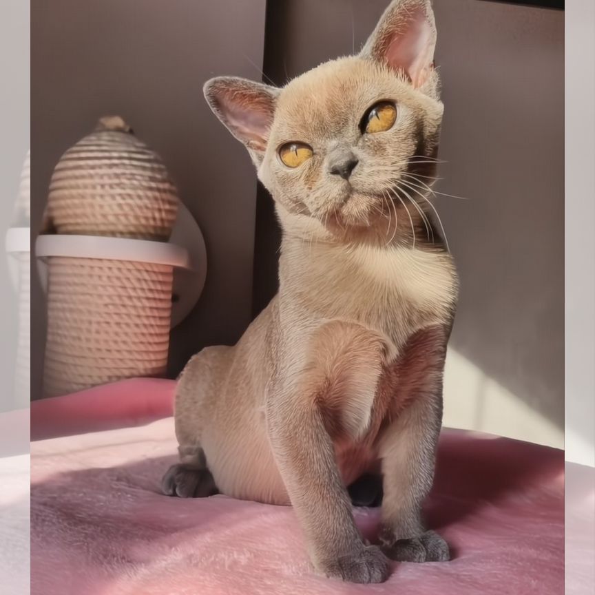 Европейский бурманский котёнок