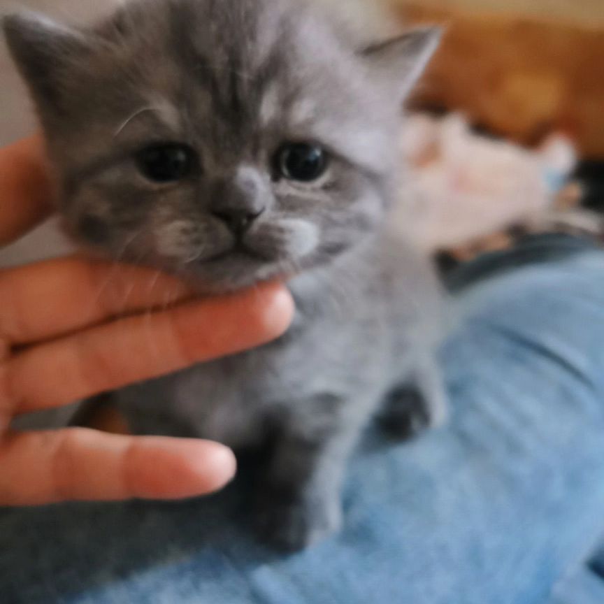 Шотландская