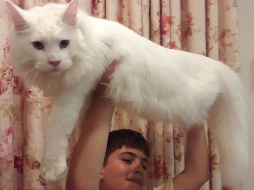 Котёнок мейн-куна
